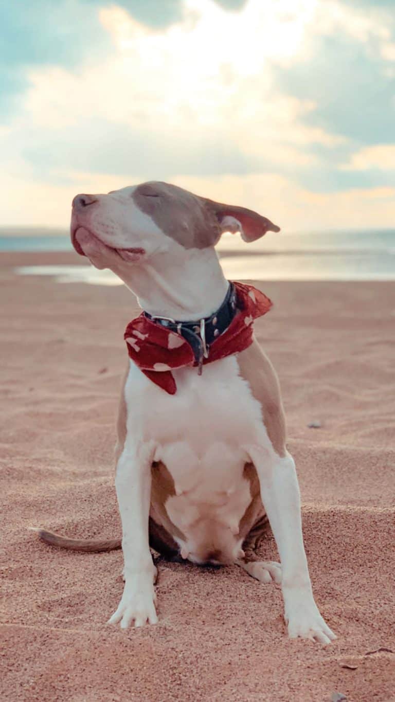 Bringing Pets to Mexico- Step By Step - Mexico Relocation Guide
