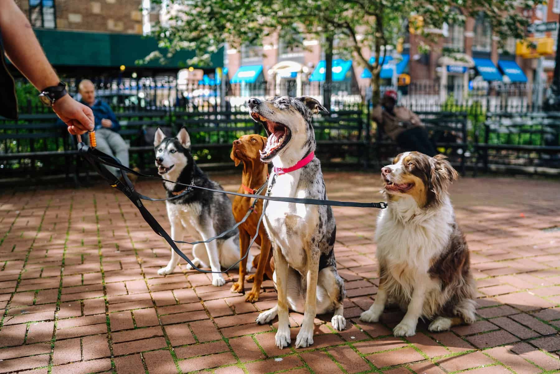 Bringing Pets to Mexico- Step By Step - Mexico Relocation Guide